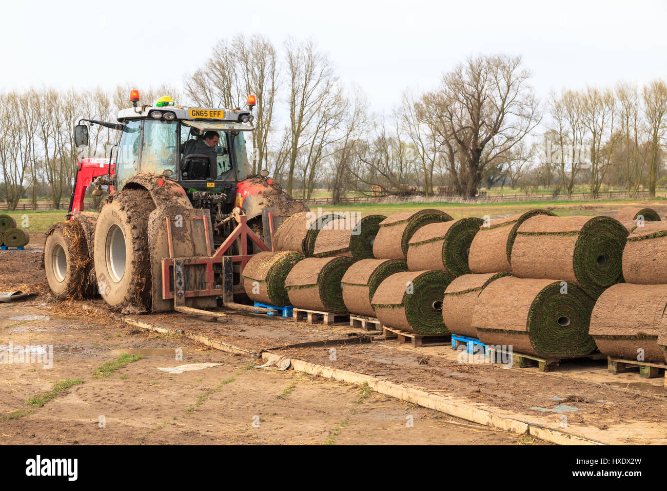 Commercial production rolls of turf grass fields, kent, uk Stock Photo ...