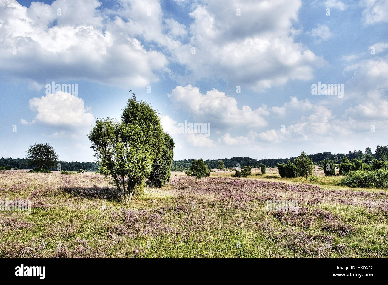 Heidelandschaften hi-res stock photography and images - Alamy