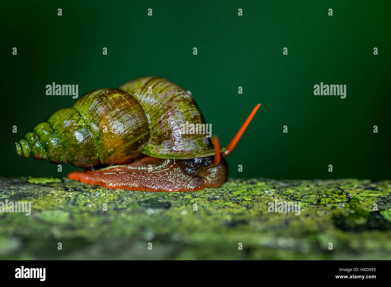 Close up macro of a Red and brown coloured snail damp from the ...