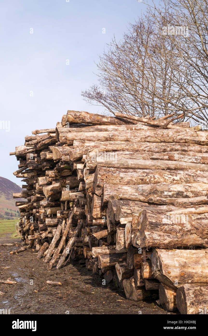 A stack of felled timber Stock Photo - Alamy