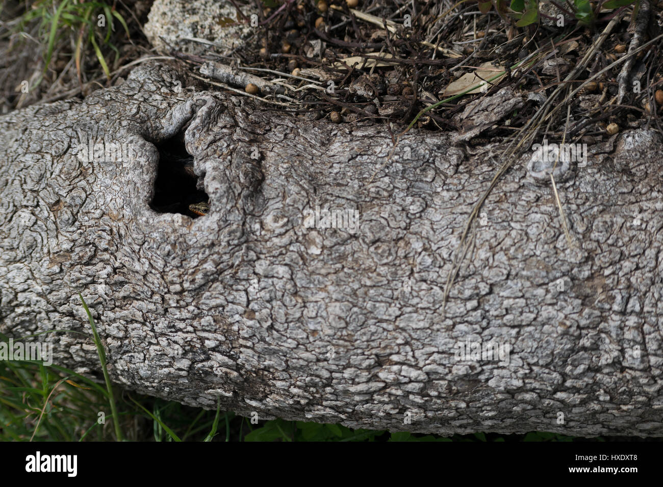 Lizard hiding in tree trunk hole hi-res stock photography and images ...