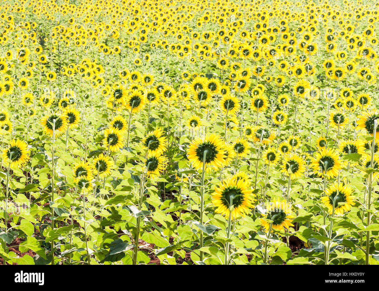 Back side sunflower hi-res stock photography and images - Alamy