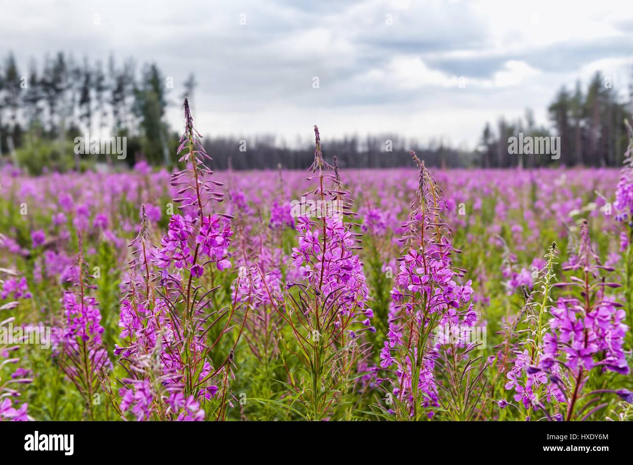 large field of blooming fireweed in the woods in summer, cloudy Stock ...