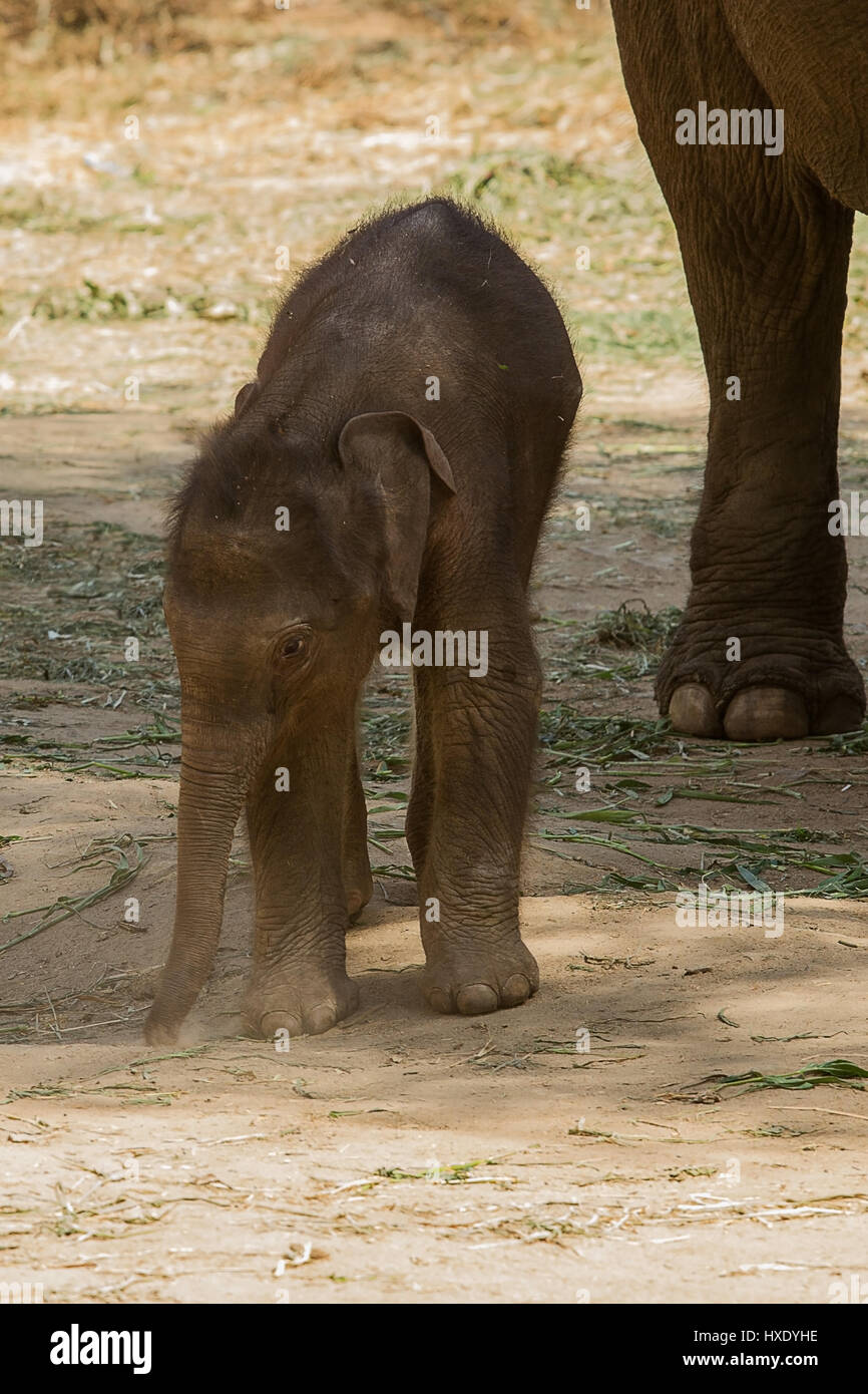 photo of a baby Asian elephant with the legs of mum in the back ground ...