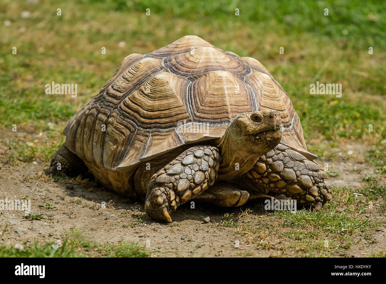 photo of a Mediterranean Spur-thighed tortoise walking in the sunshine ...