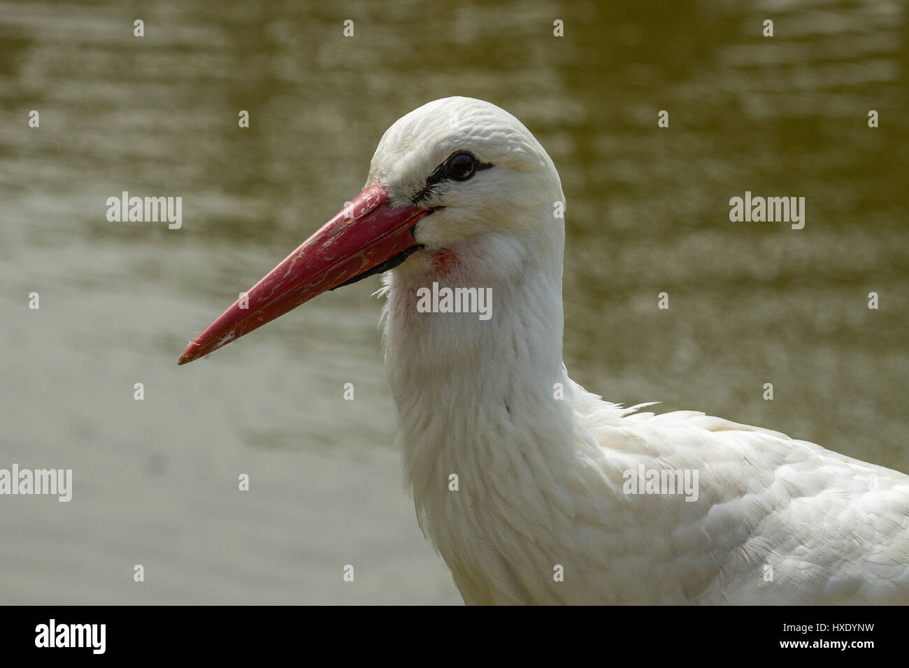 Black and white african stork hi-res stock photography and images - Alamy