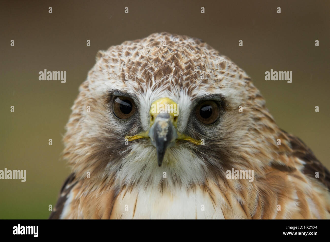 Altai falcon hi-res stock photography and images - Alamy