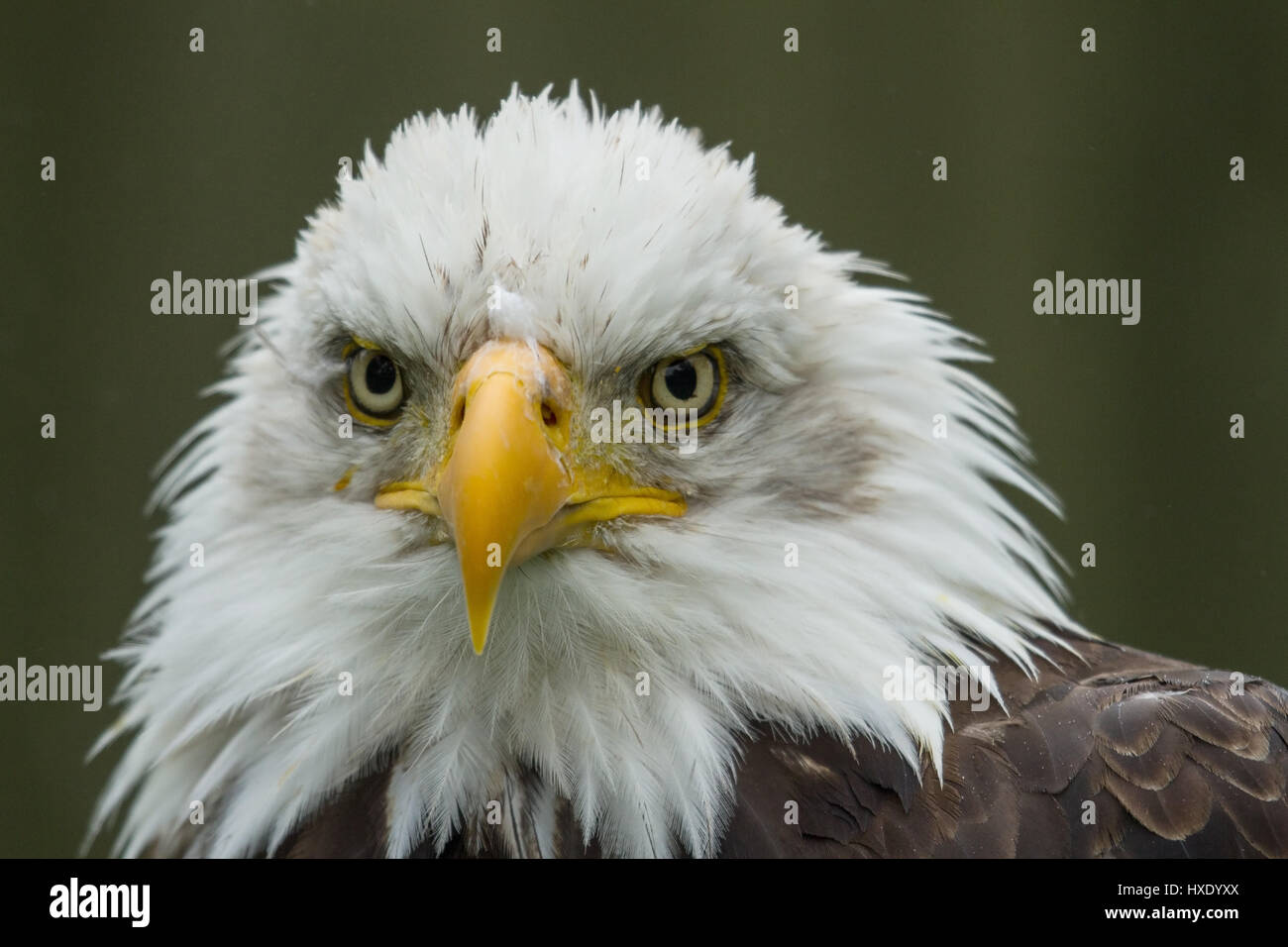 photographic portrait of an alert American Bald Eagle Stock Photo - Alamy