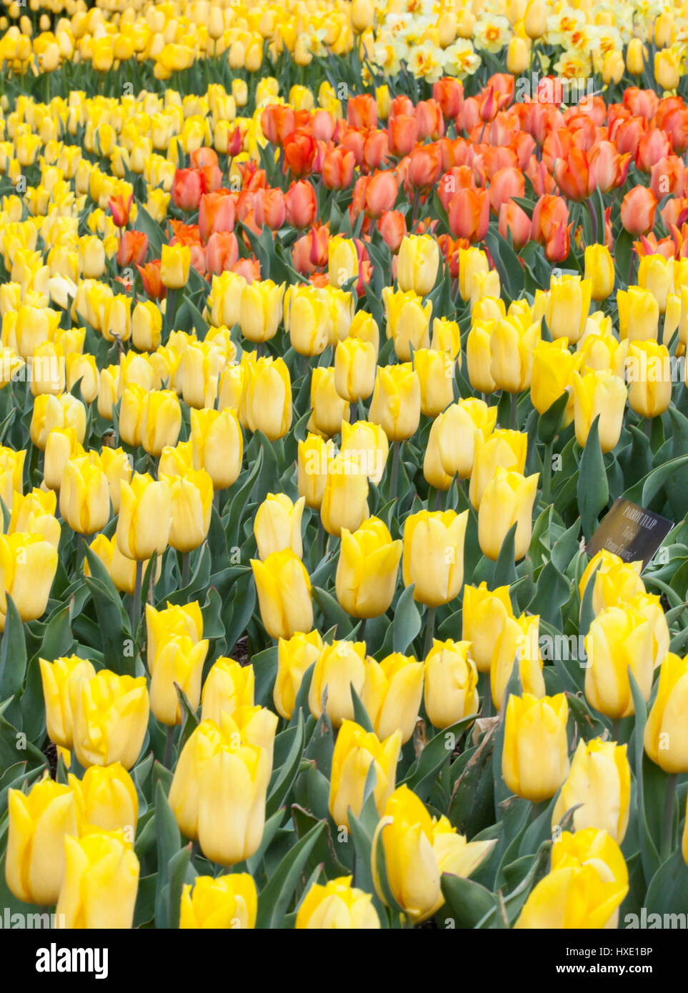 Orange tulips field in hi-res stock photography and images - Alamy
