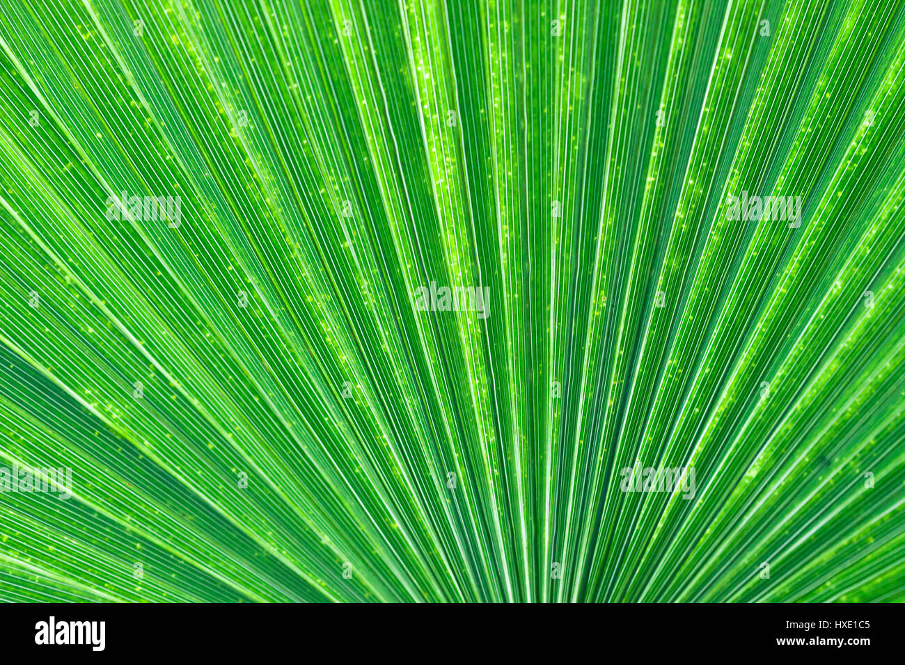 Fan palm forest hi-res stock photography and images - Alamy