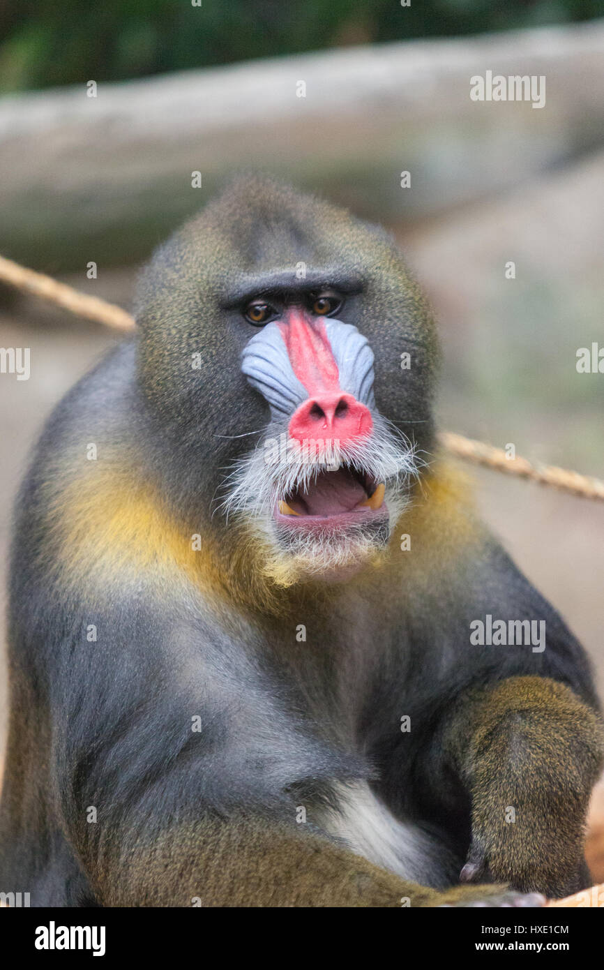 Male baboon with a colorful face in zoo Stock Photo - Alamy