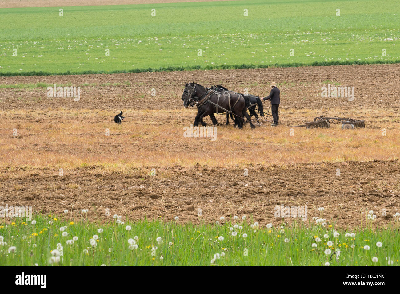 Amish farmer hi-res stock photography and images - Alamy