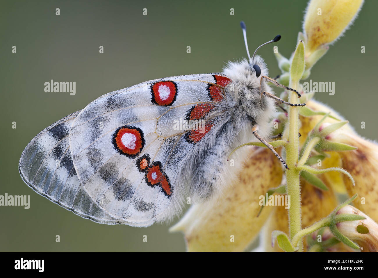 Red mountain apollo (Parnassius apollo) resting on the florescence of ...