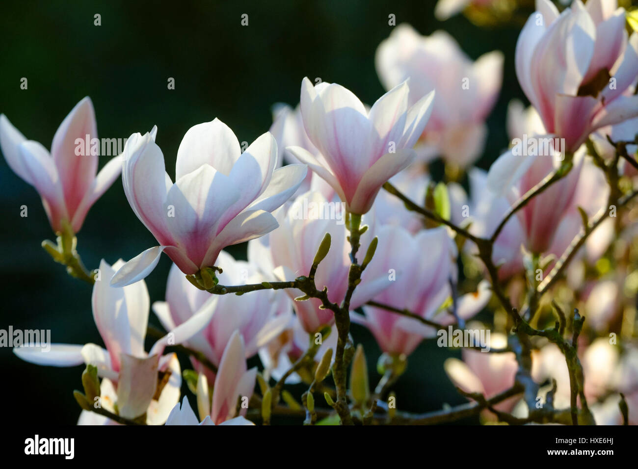 Flowering Magnolia tree bathed by Spring sunshine, Kent, UK Stock Photo ...