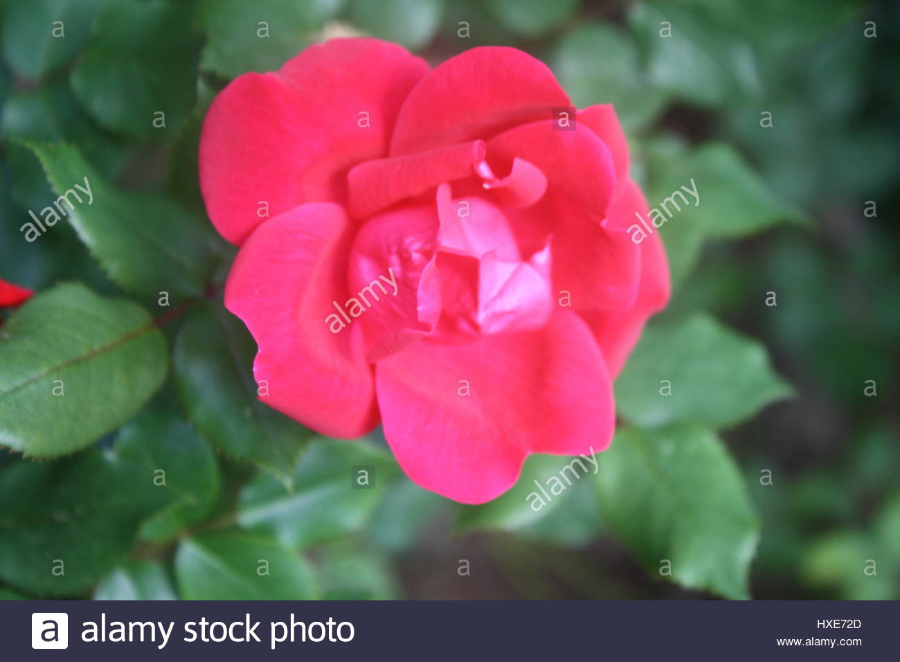 Rose Like Flowers Stock Photos & Rose Like Flowers Stock Images - Alamy