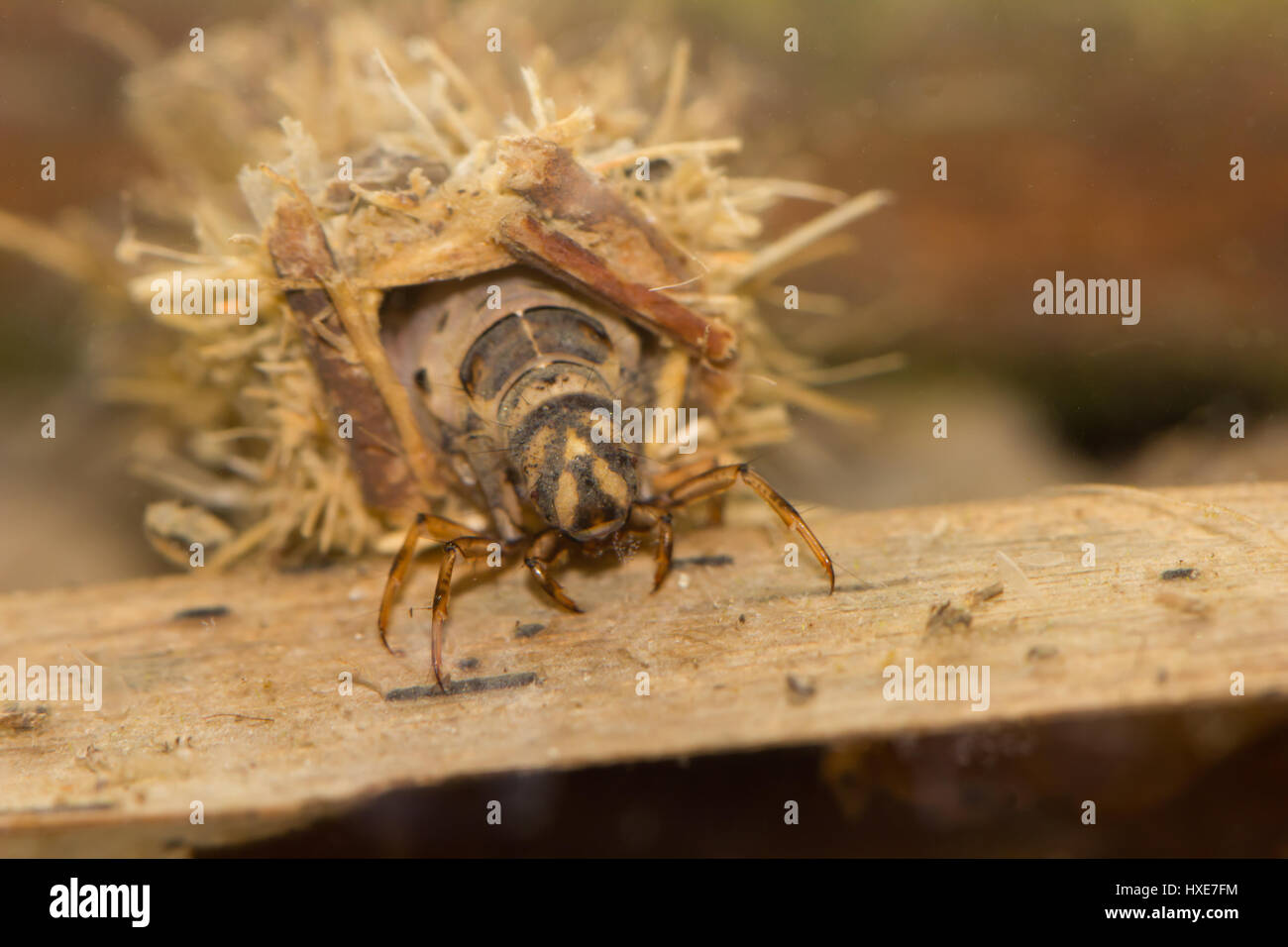 Northern caddisfly larvae (Limnephilidae Stock Photo - Alamy