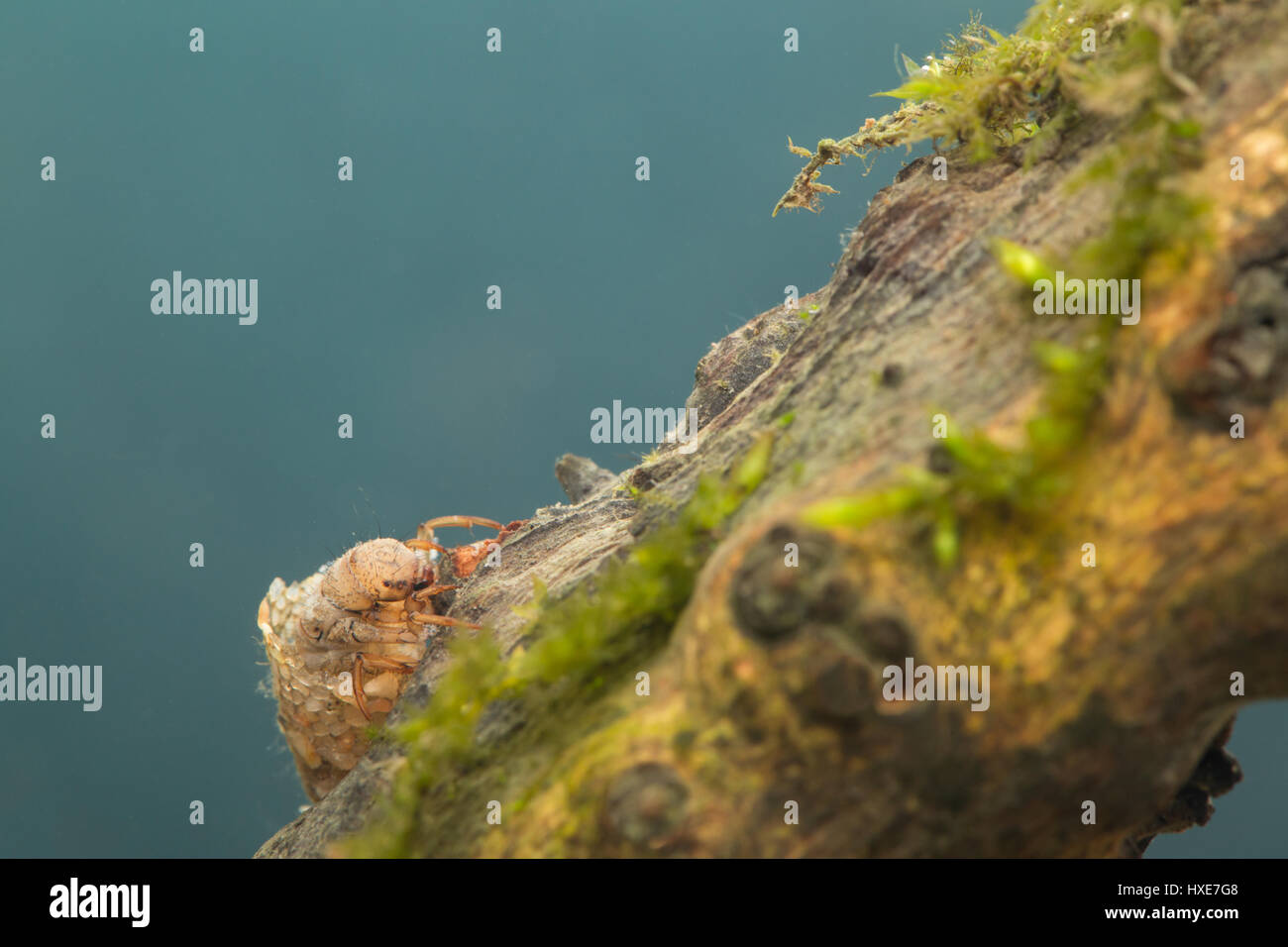 Caddisfly larvae hi-res stock photography and images - Alamy
