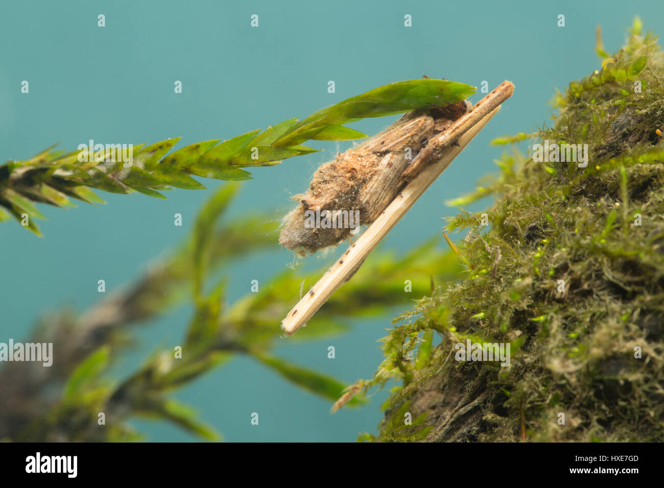 Northern caddisfly larvae (Limnephilidae Stock Photo - Alamy