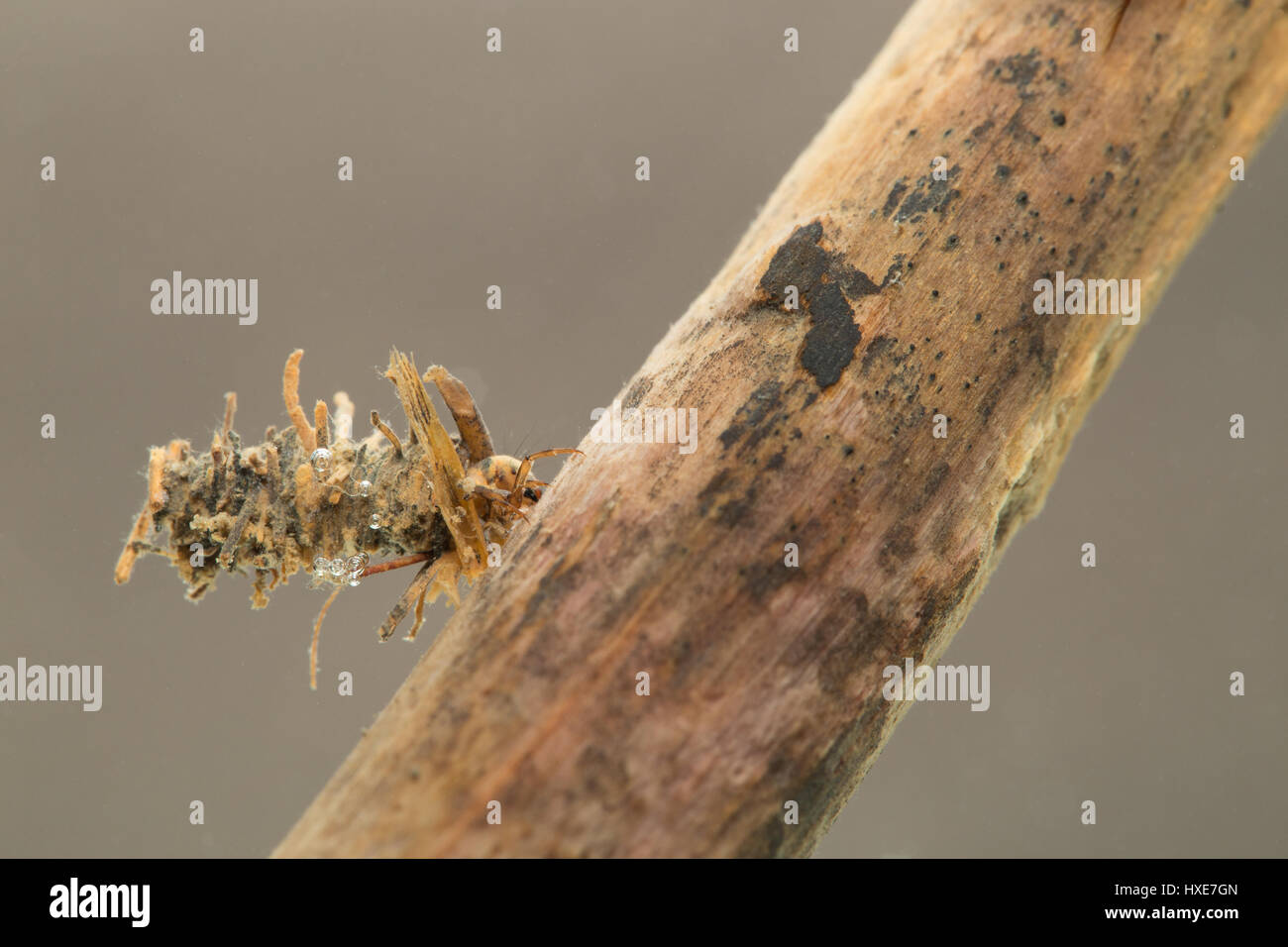 Casemaker caddisfly hi-res stock photography and images - Alamy
