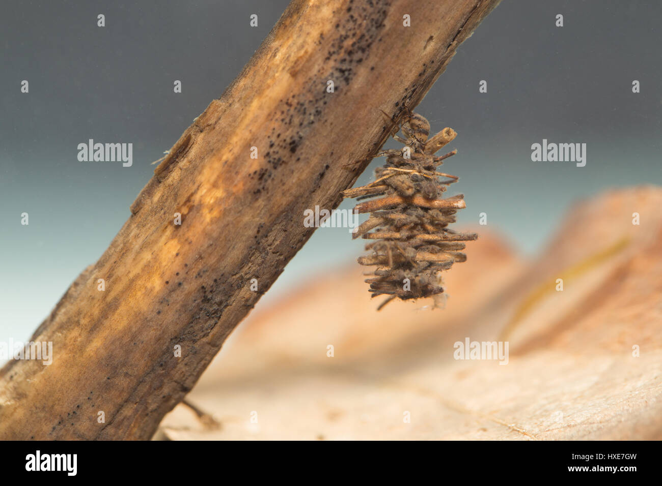 Caddisfly Larvae Stock Photos & Caddisfly Larvae Stock Images - Alamy