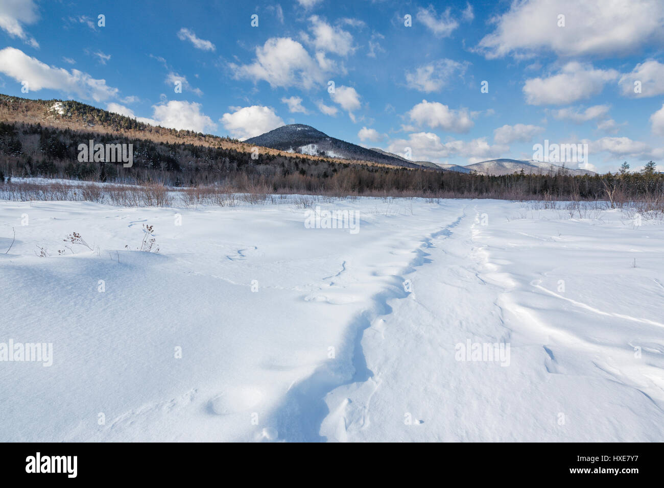 Downes - Oliverian Brook Ski Trail in winter conditions in the White ...