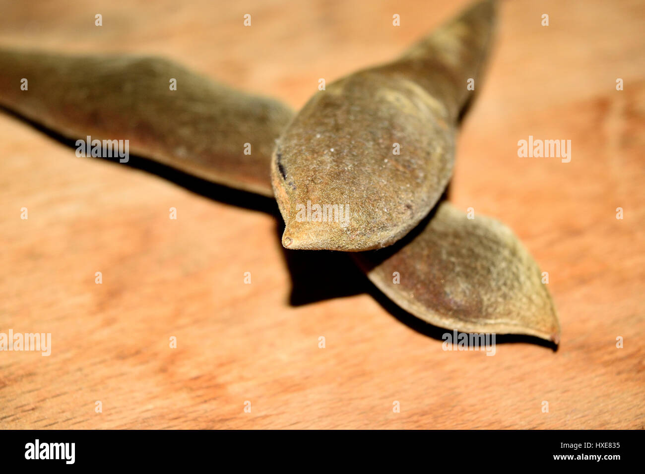 dry beans of wisteria with ripe seeds leaked Stock Photo - Alamy