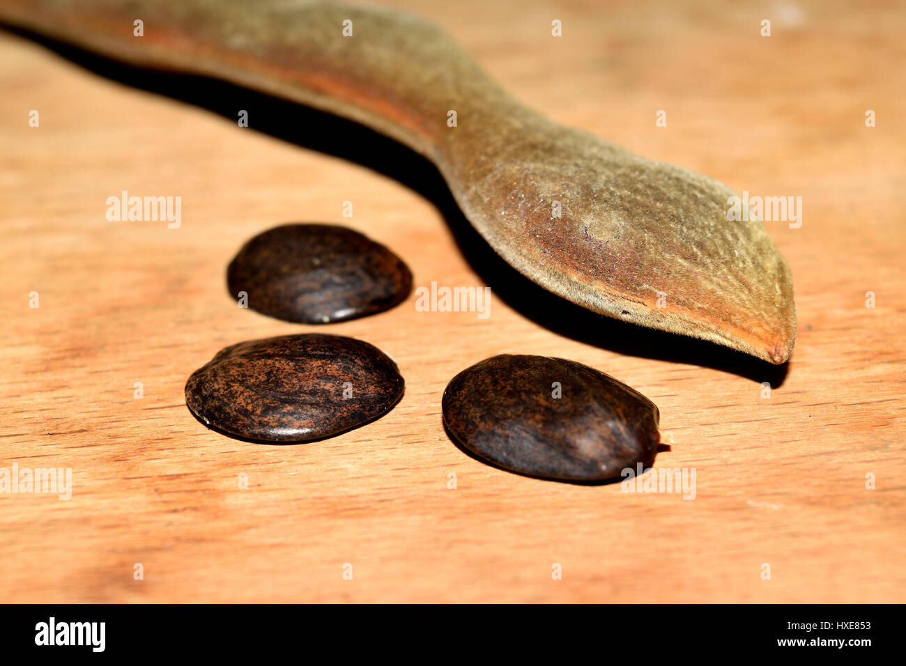 dry beans of wisteria with ripe seeds leaked Stock Photo - Alamy