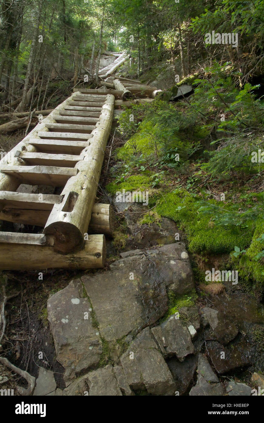 Trail staircase along the Willey Range Trail in the White Mountain ...