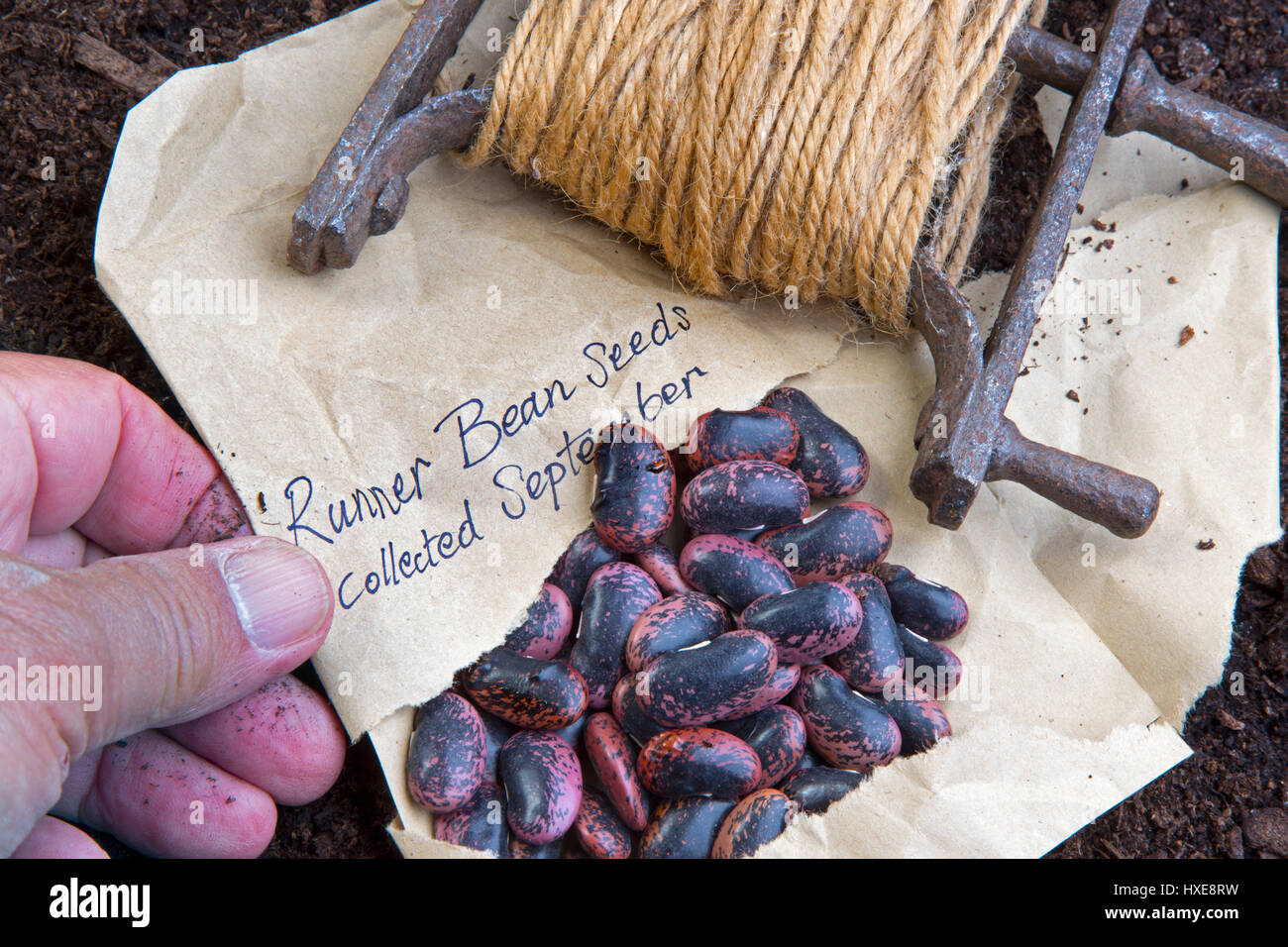 Sowing Runner Bean Seeds High Resolution Stock Photography and Images ...