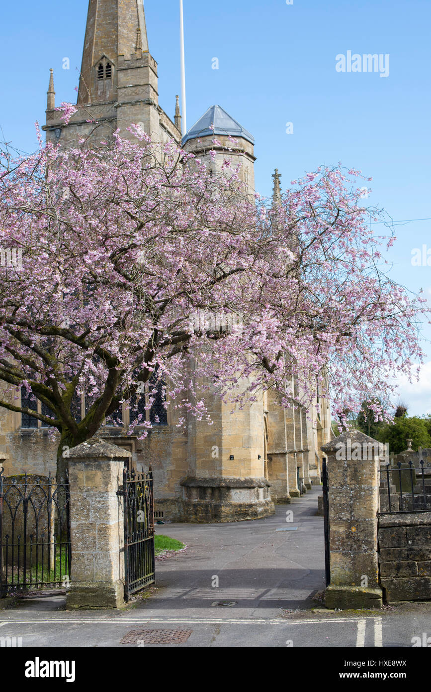 Early spring cherry tree blossom in front of St John The Baptist ...