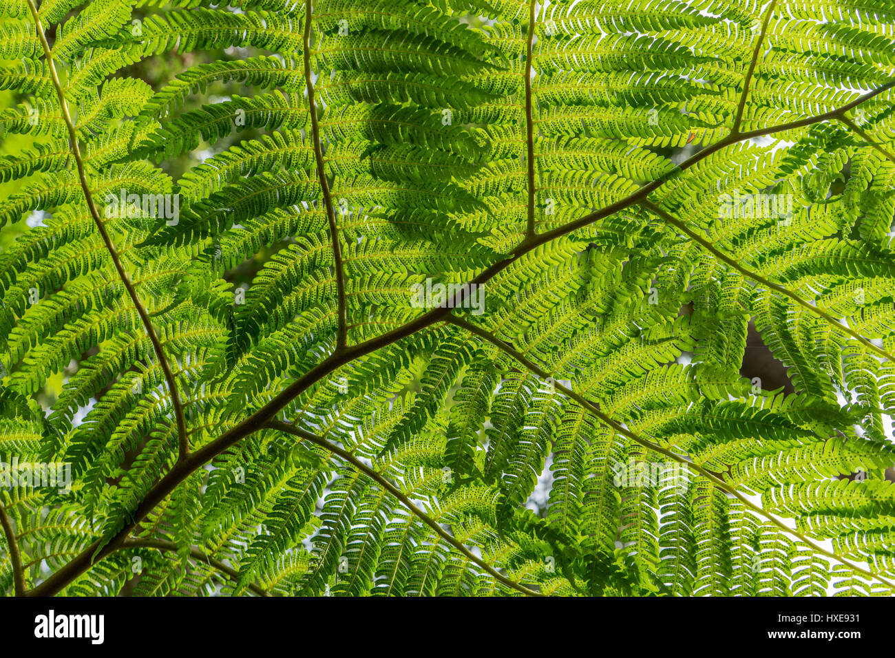 Bottom of a fern leaf Stock Photo - Alamy