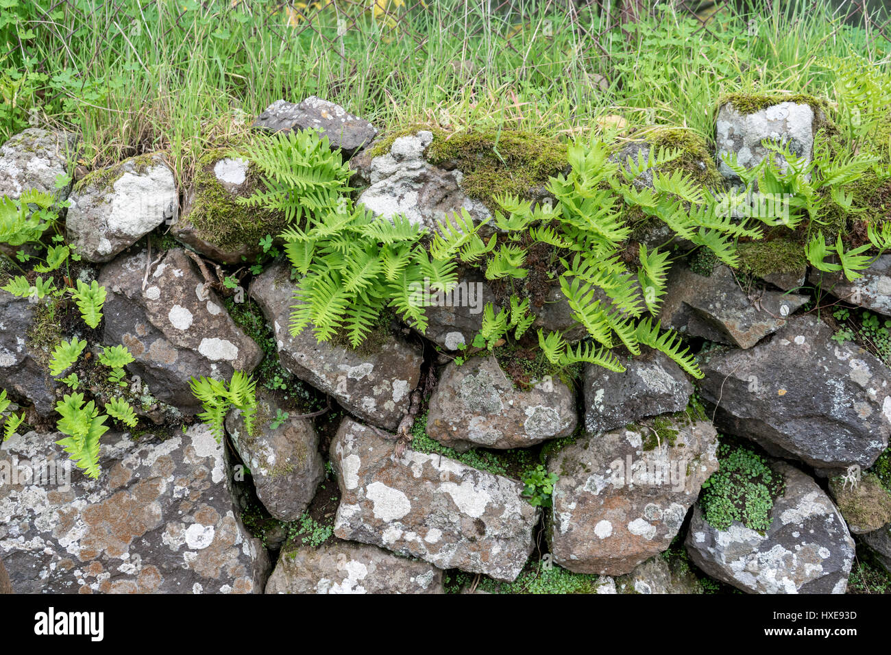 Stone wall moss ferns hi-res stock photography and images - Alamy
