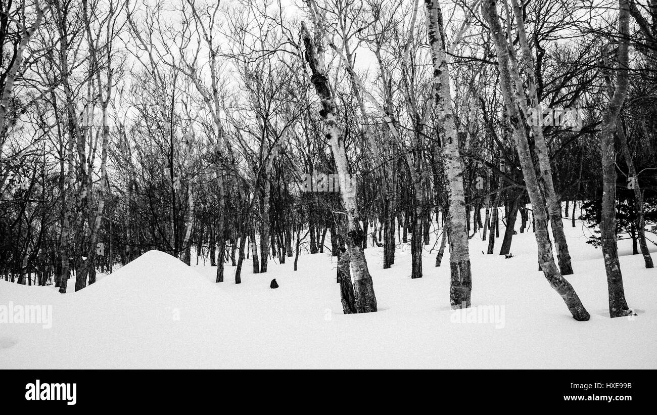 Birch Forest on top of the Tengu Mount in Otaru Japan Stock Photo - Alamy