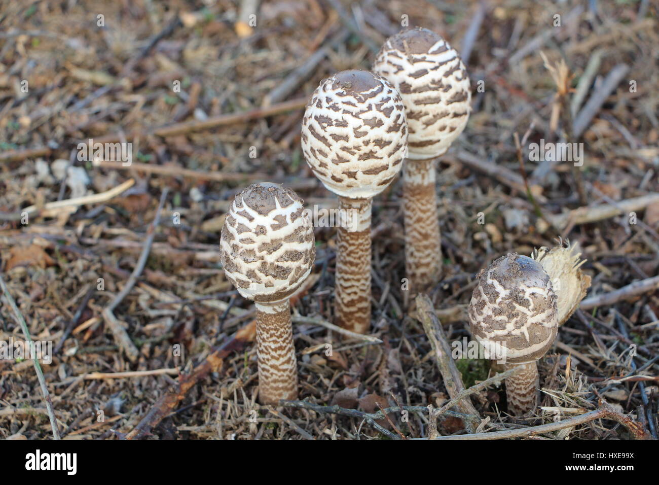 Common parasol mushrooms Stock Photo - Alamy