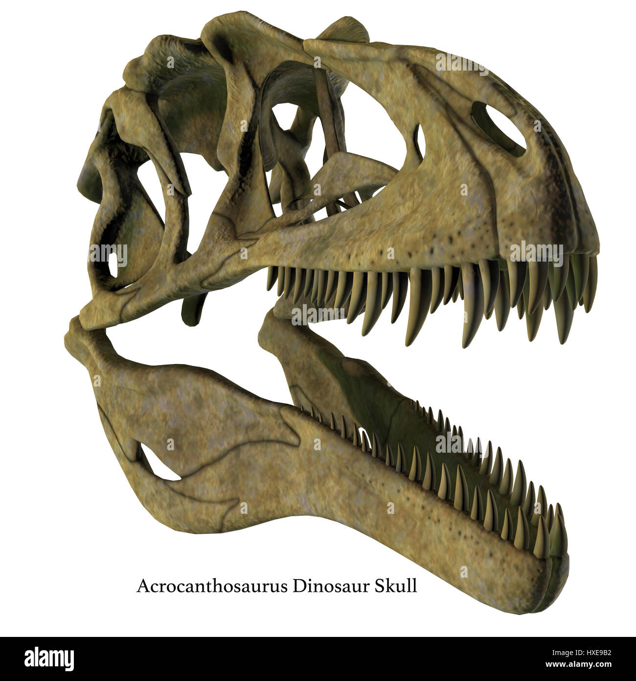 Dinosaur bones background hi-res stock photography and images - Alamy