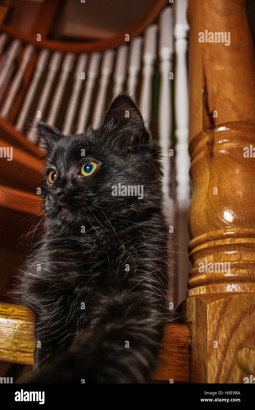 black cat sitting in the stairs Stock Photo - Alamy