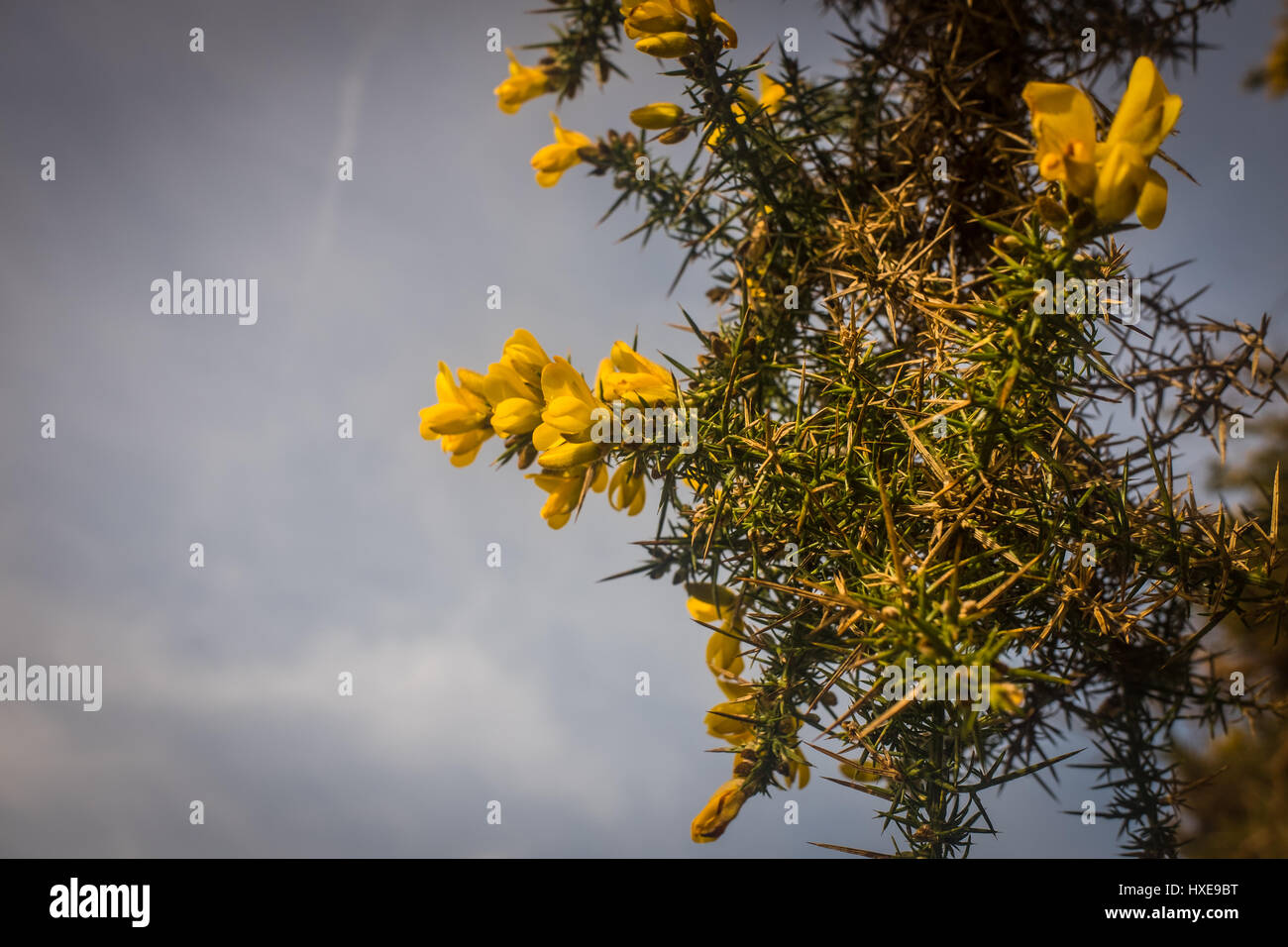 british Ulex europaeus bush flowering in spring Stock Photo - Alamy