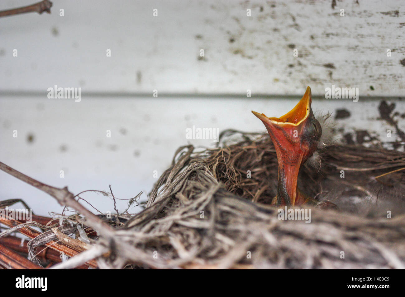 baby bird in the nest screaming for food Stock Photo - Alamy