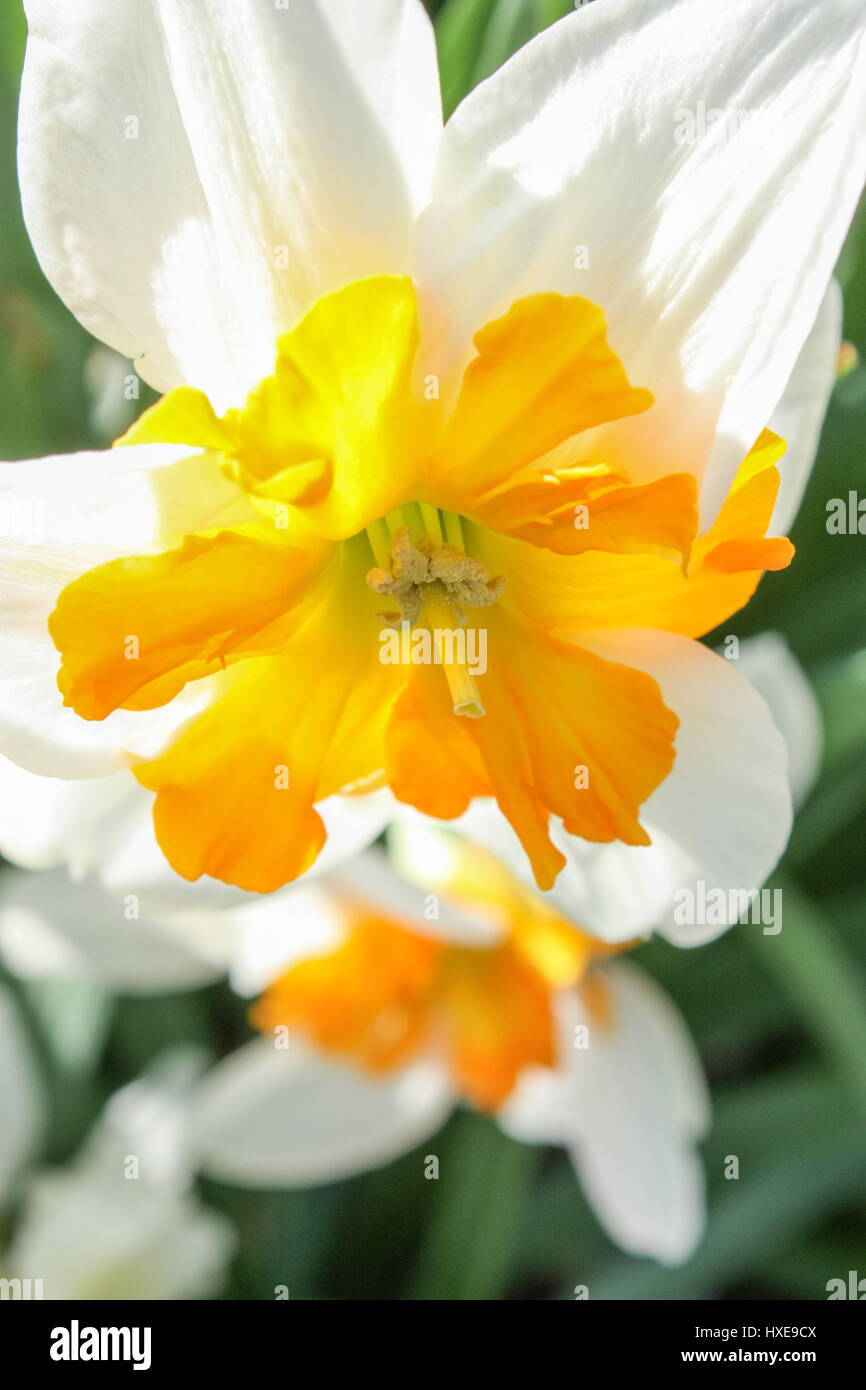 white and yellow flowers Stock Photo - Alamy