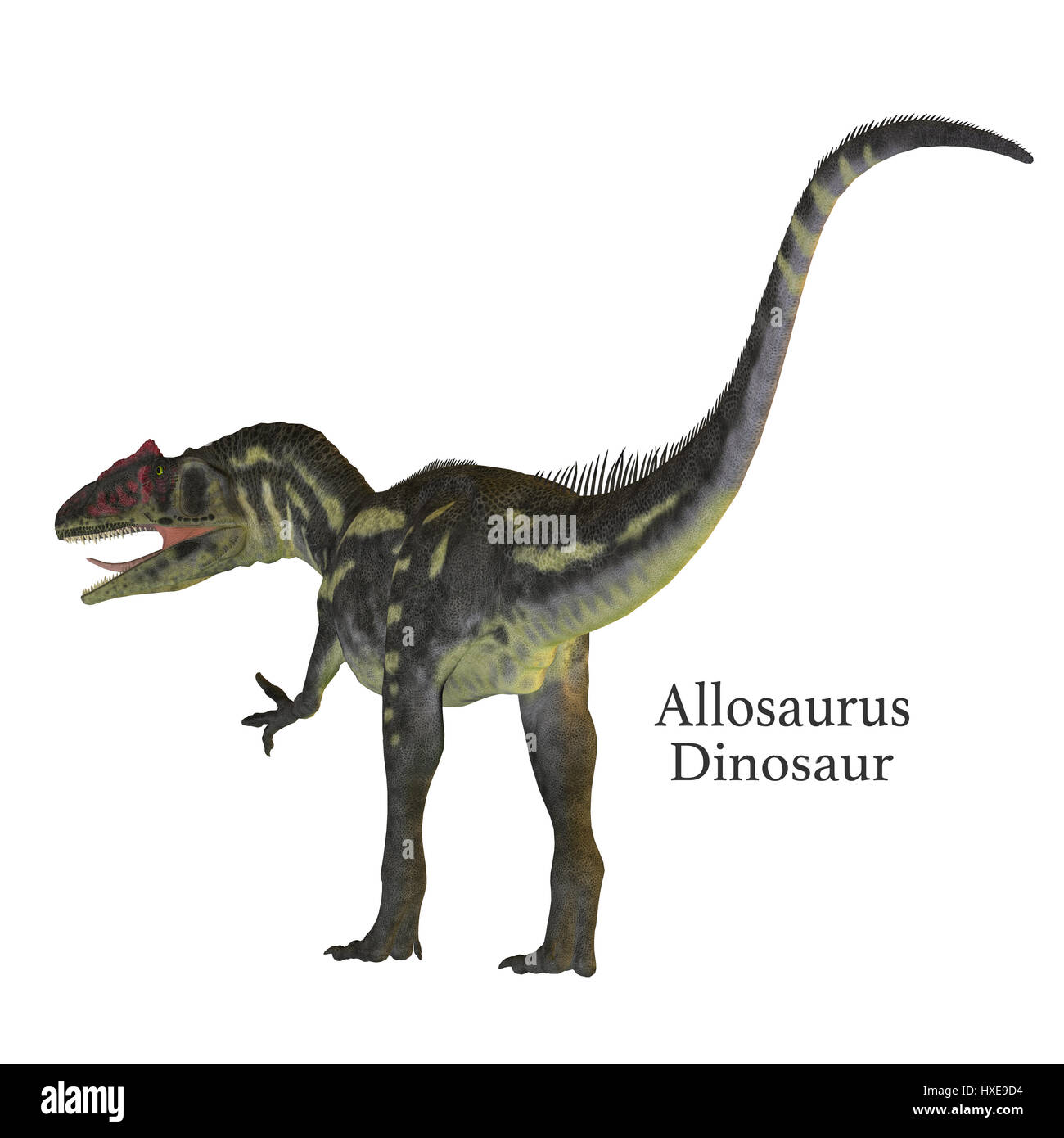 Allosaurus was a carnivorous theropod dinosaur that lived in North America in the Jurassic ...