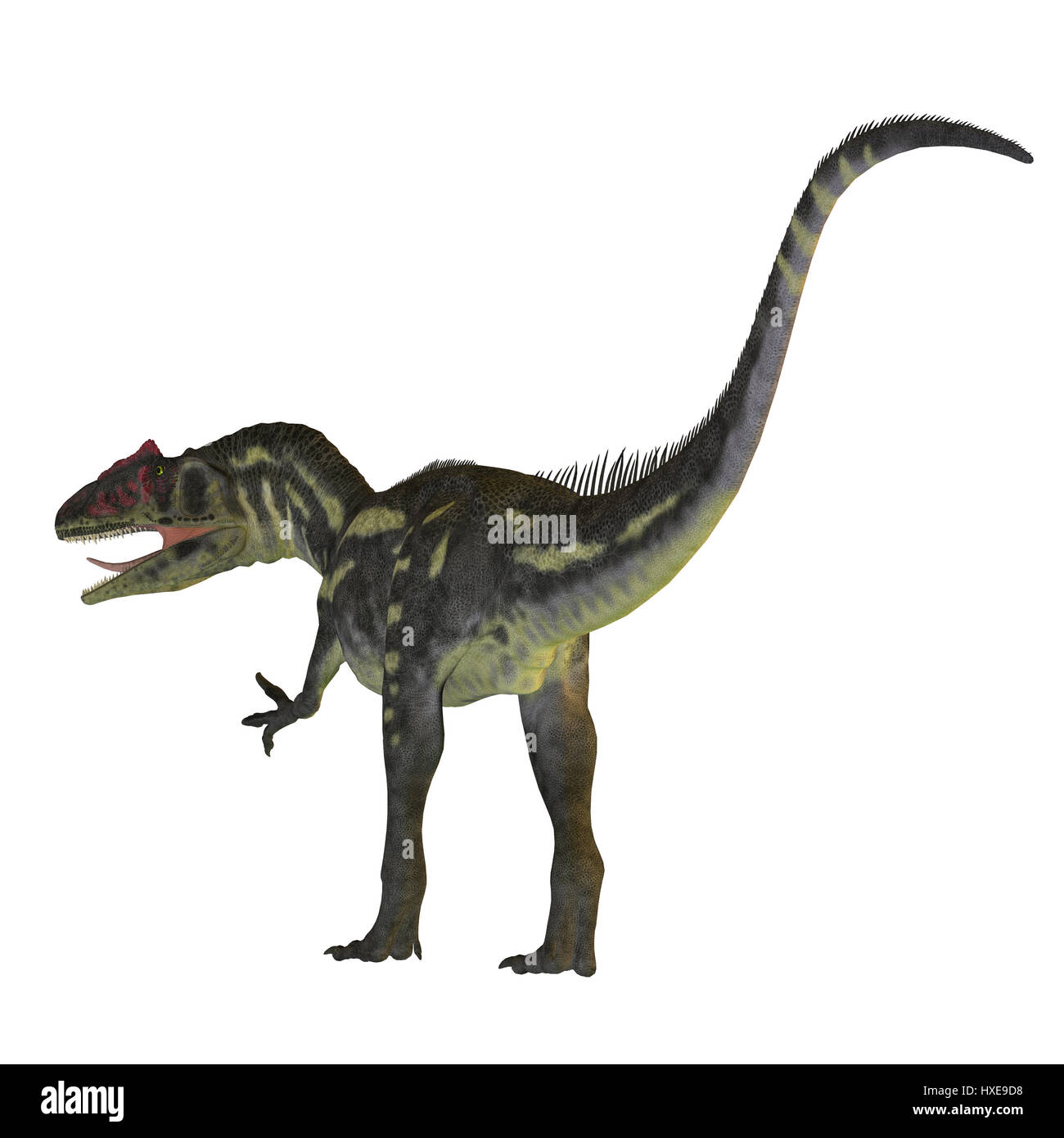 Allosaurus Stock Photos & Allosaurus Stock Images - Alamy