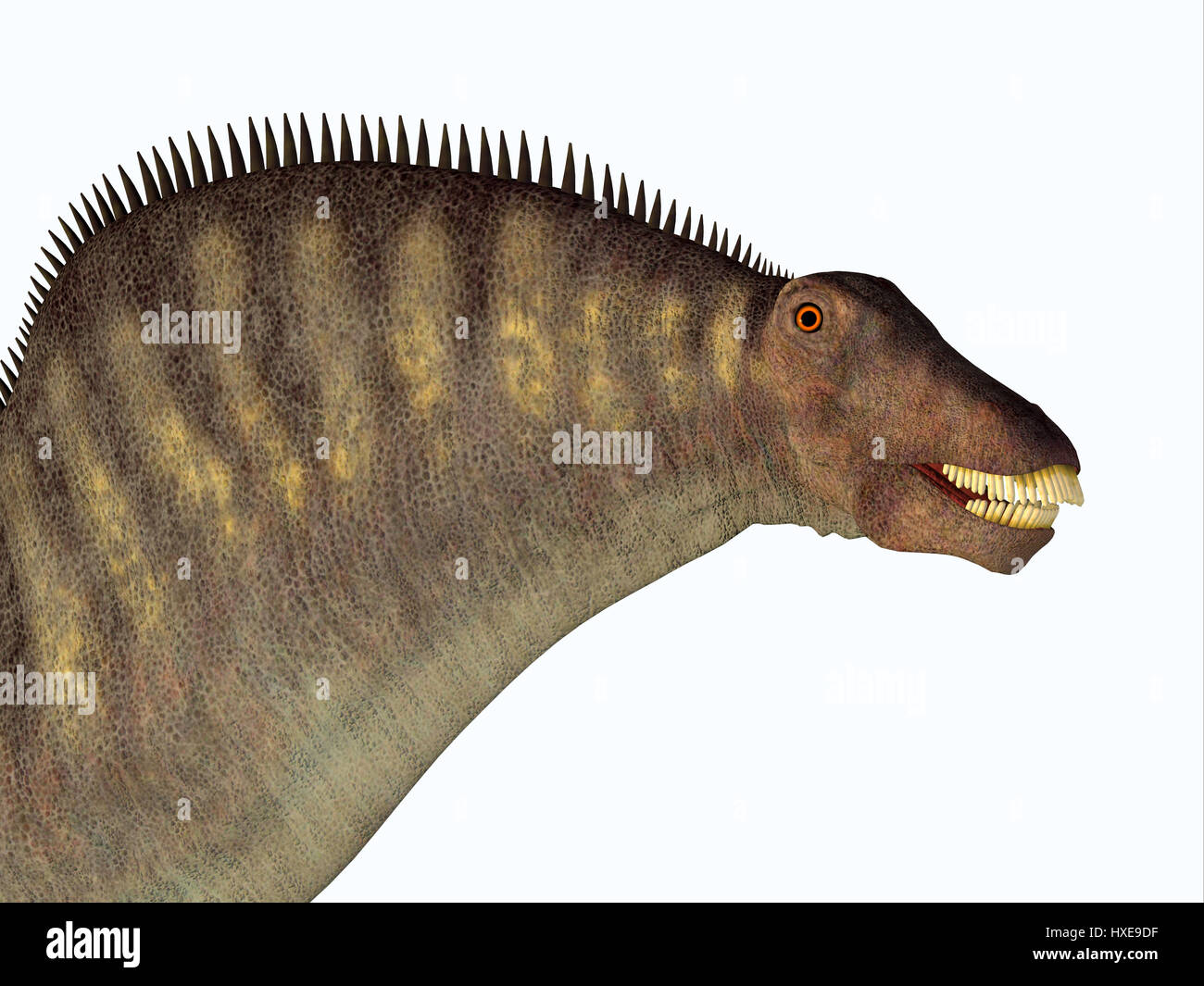 Amargasaurus cazaui hi-res stock photography and images - Alamy