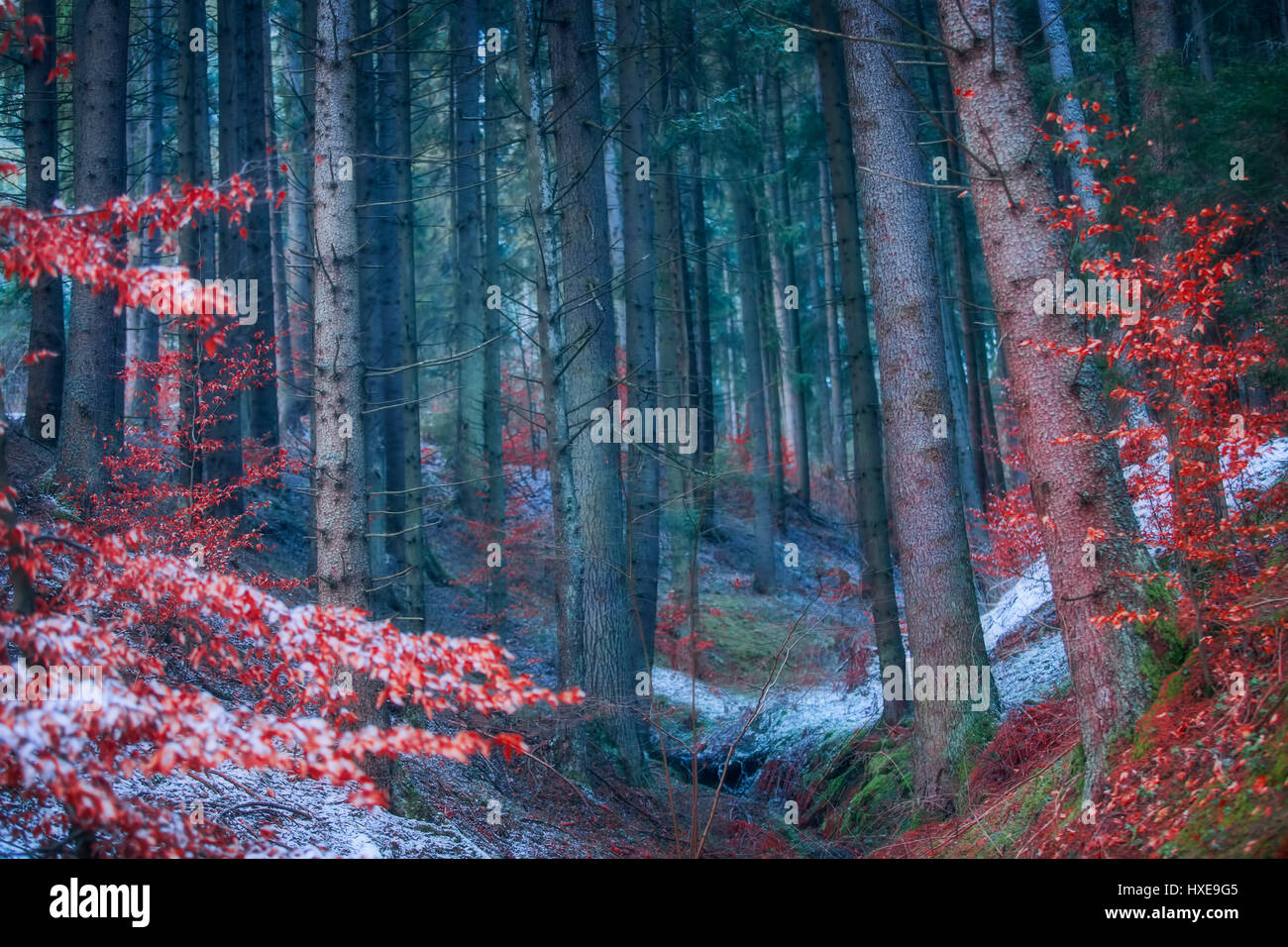 Magic gloomy dark forest landscape with bright red beech trees, snowy ...