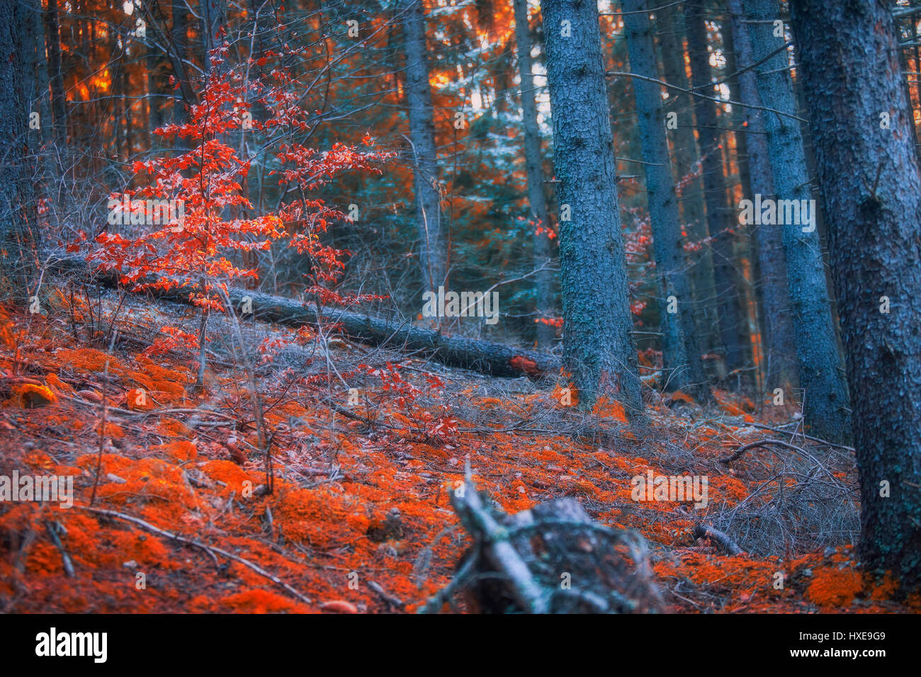 Magic gloomy dark forest landscape with bright red beech trees and fir ...