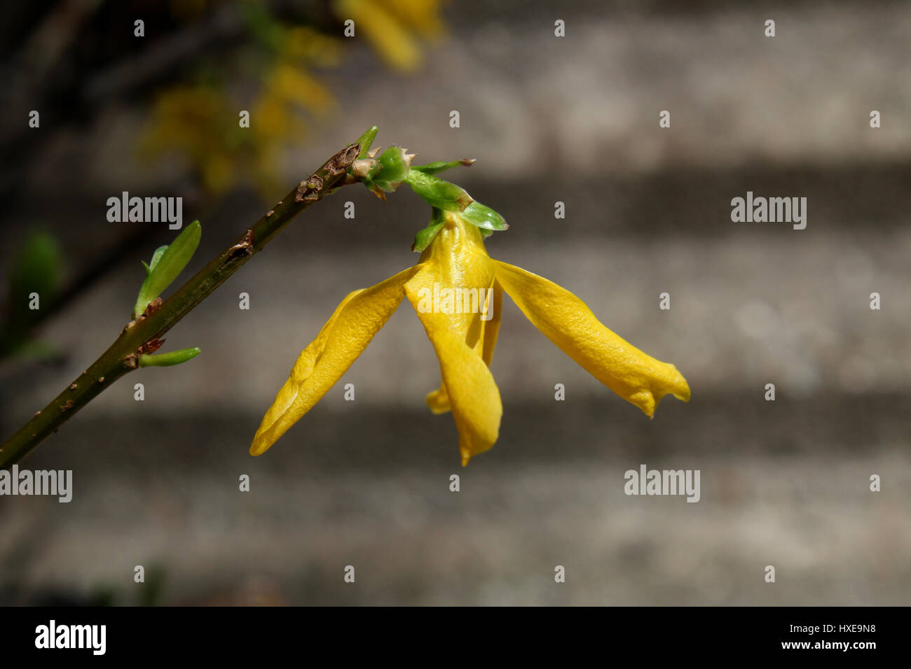 Yellow flower close up Stock Photo - Alamy