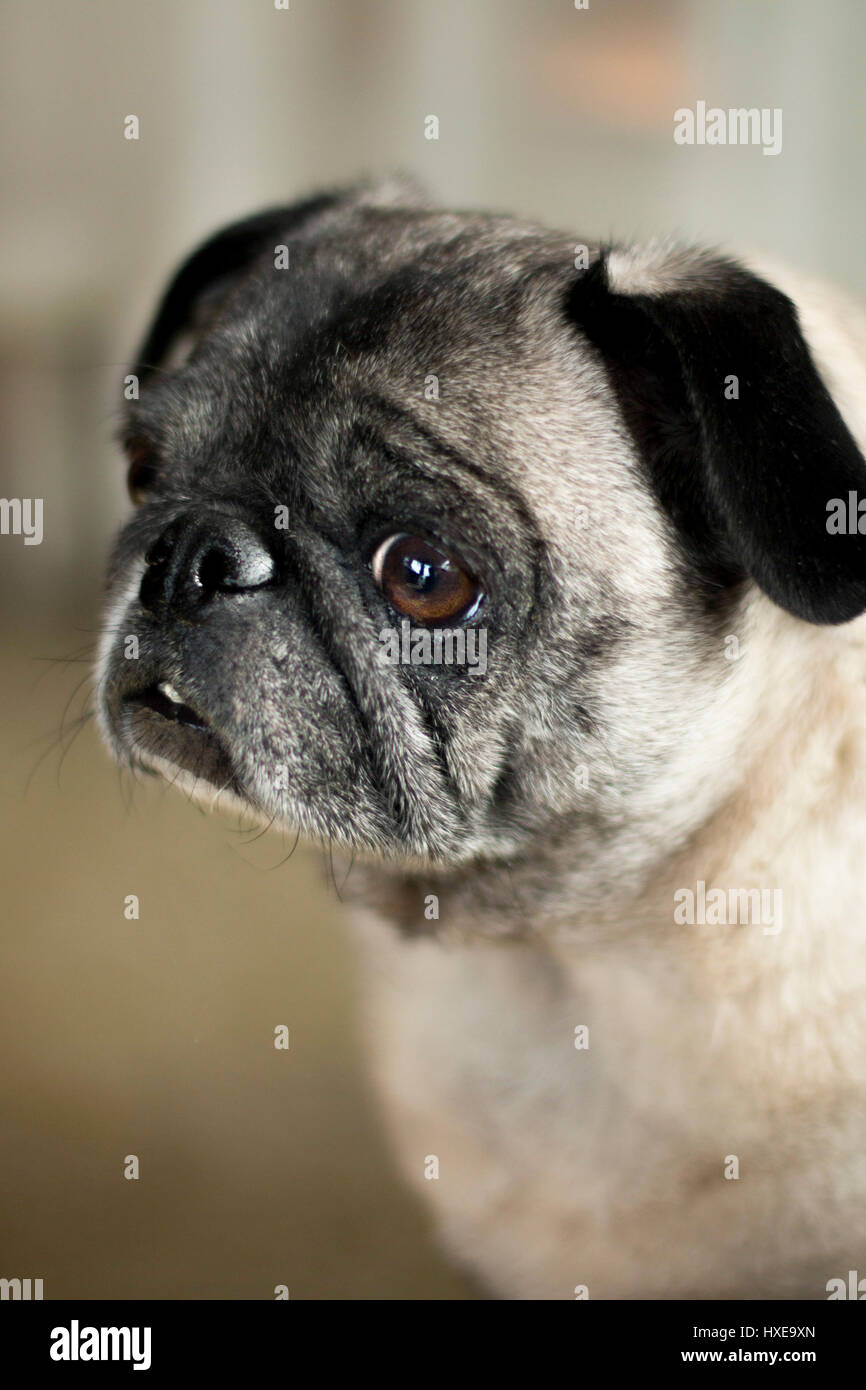 Fat Pug Stock Photos & Fat Pug Stock Images - Alamy