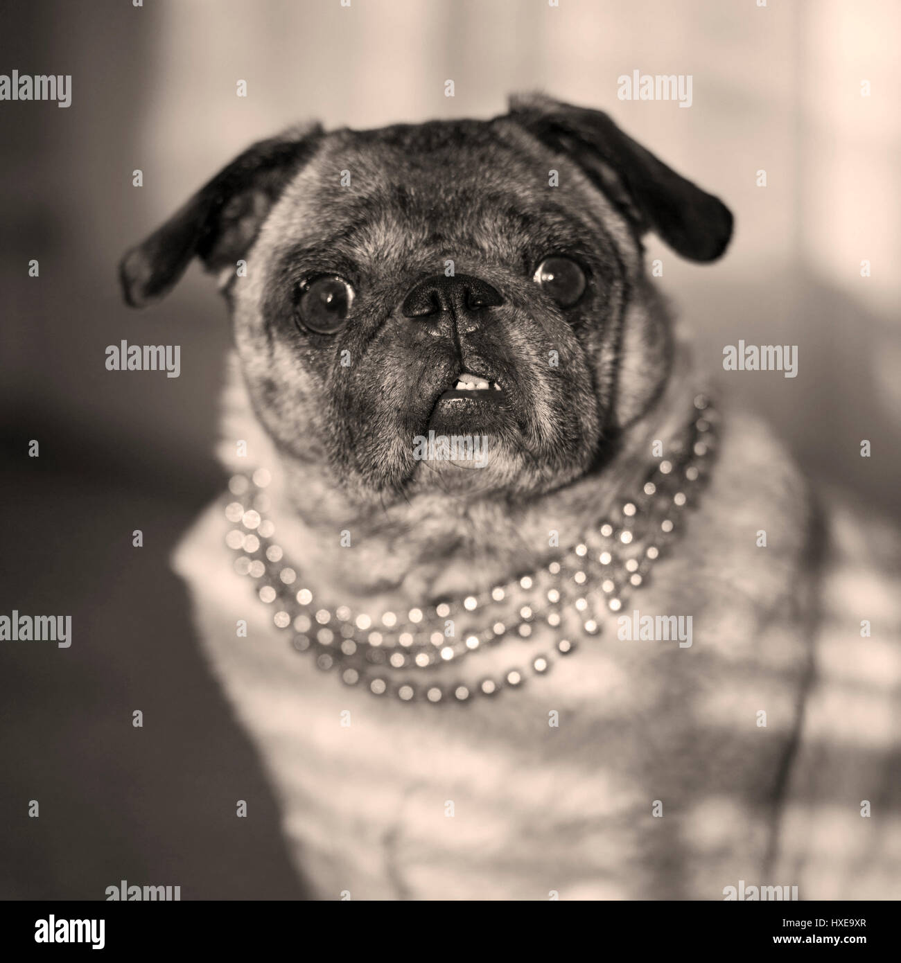 Fawn pug hi-res stock photography and images - Alamy