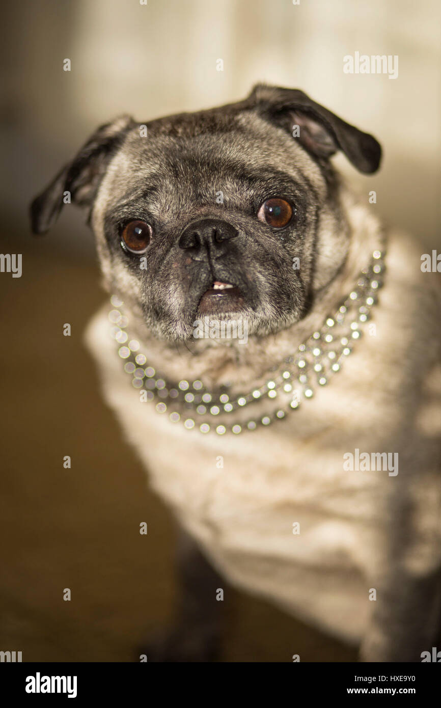 Fawn pug hi-res stock photography and images - Alamy