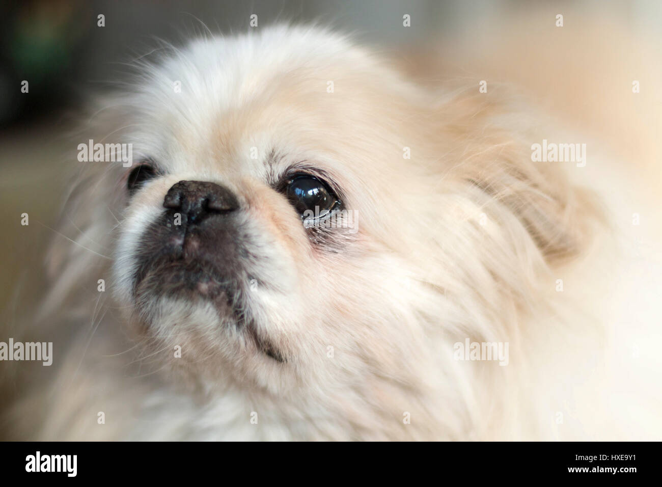 Rescued white female pekingese dog hi-res stock photography and images ...
