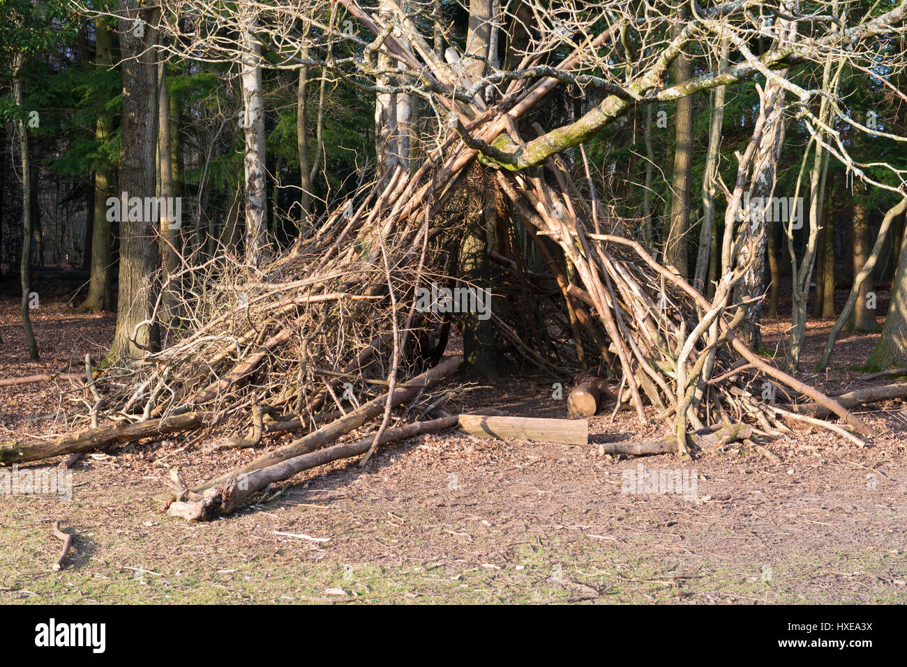 Childrens' forest camp Stock Photo - Alamy